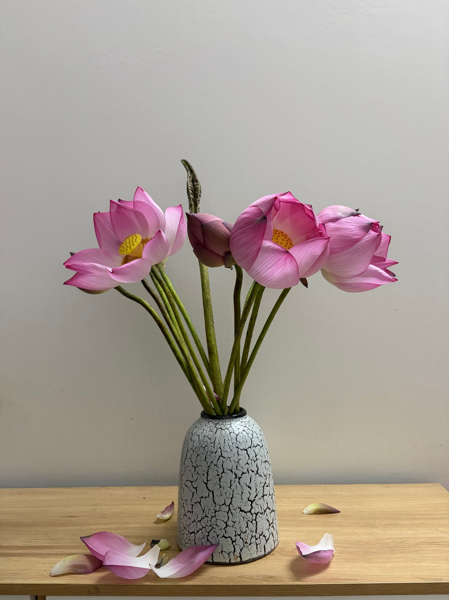 Lotus at Home – Dat’s Photos